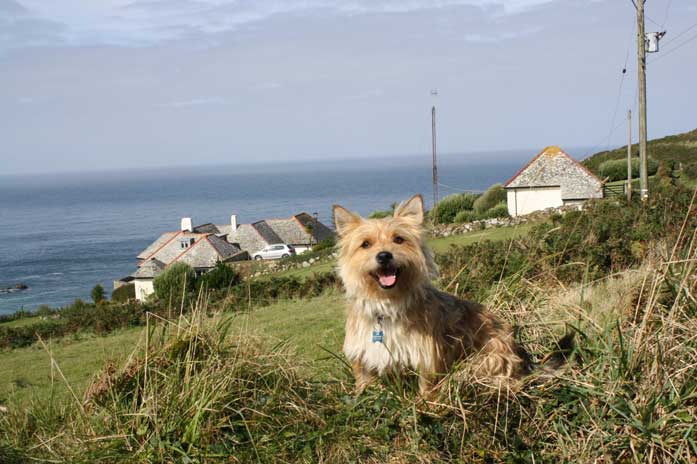 Images of Cornwall - Dog Friendly - Travel Trade and Media Resources