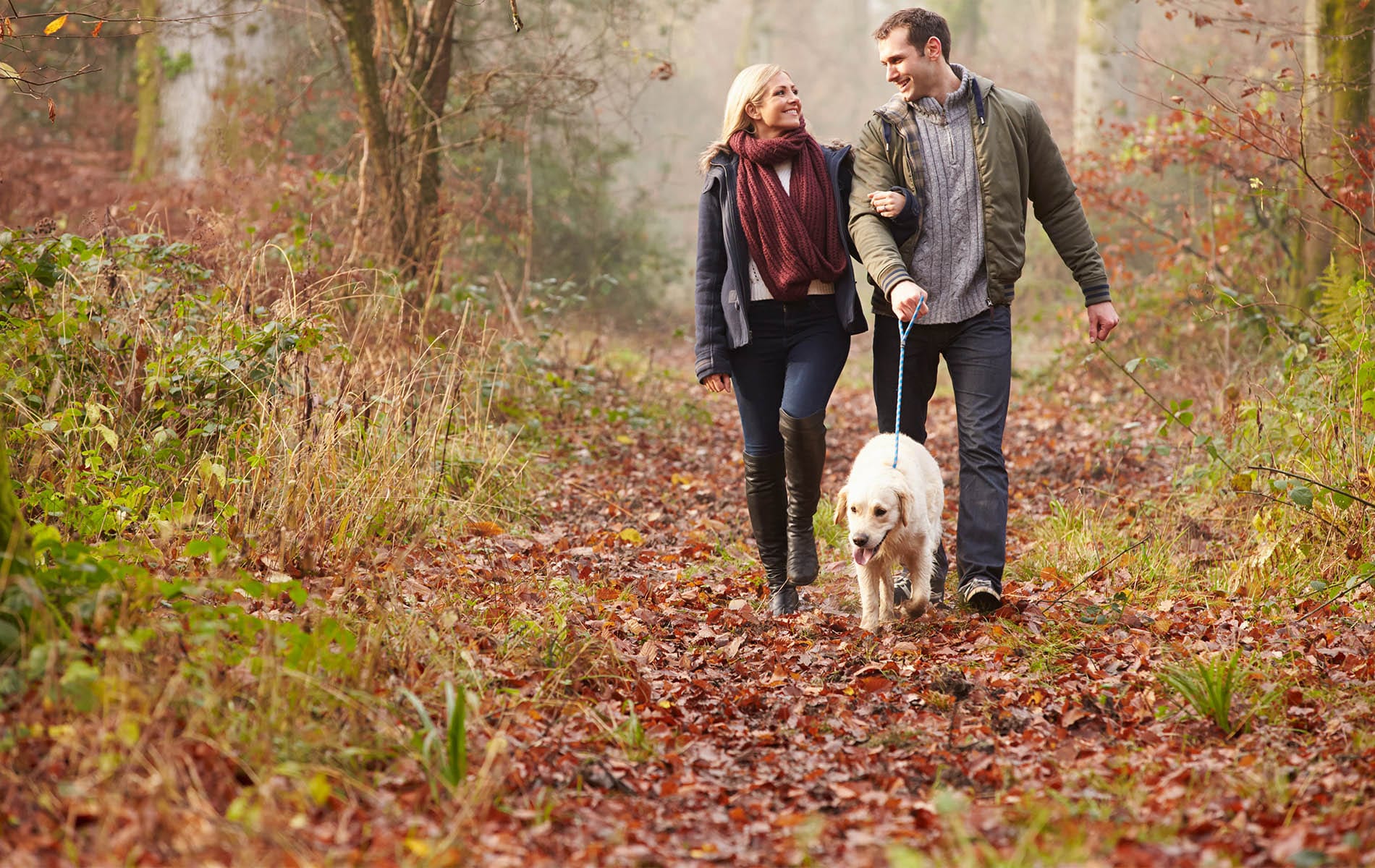 Dog Friendly Woodland Walks - Visit Cornwall Travel Trade - Travel Media